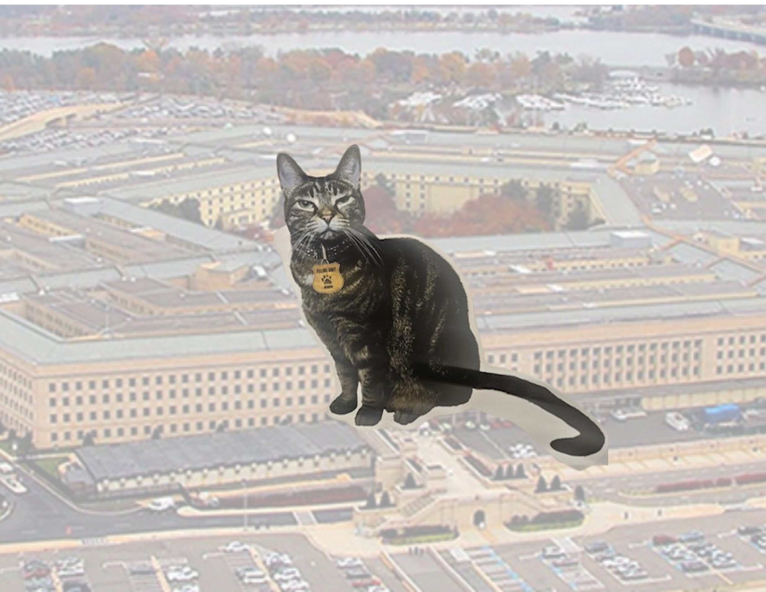 Mystery Portrait of ‘Working Cat Minou’ Appears in Pentagon K9 Tribute ...